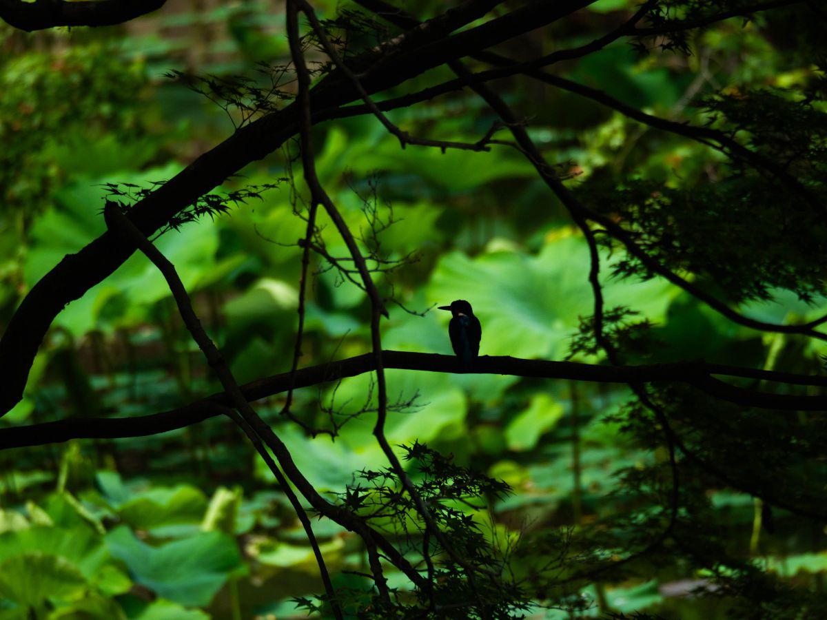 カワセミ | GANREF