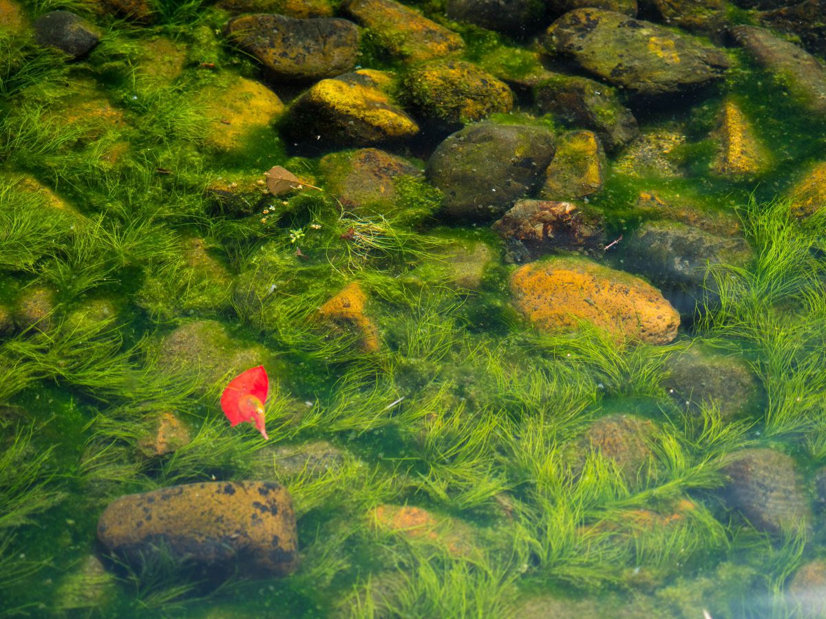 赤い葉っぱ | GANREF