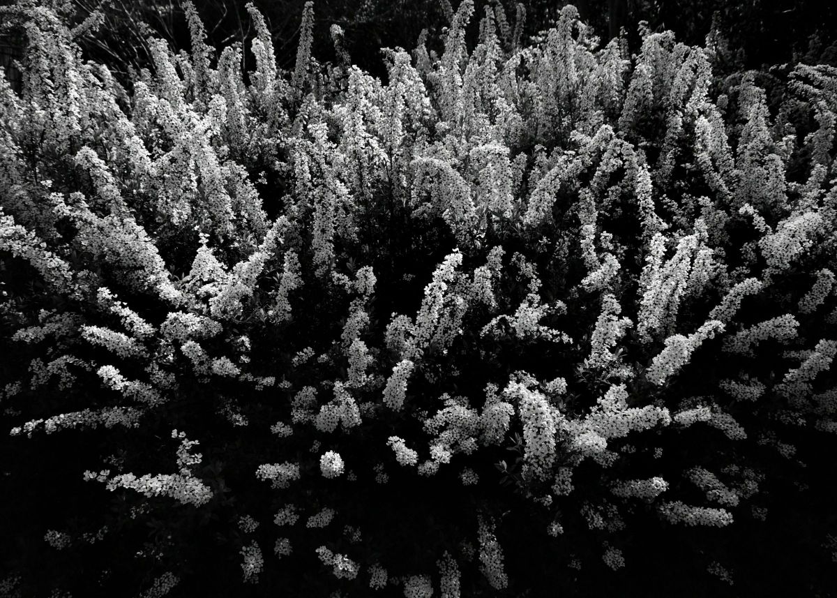 Tail of are cat | GANREF