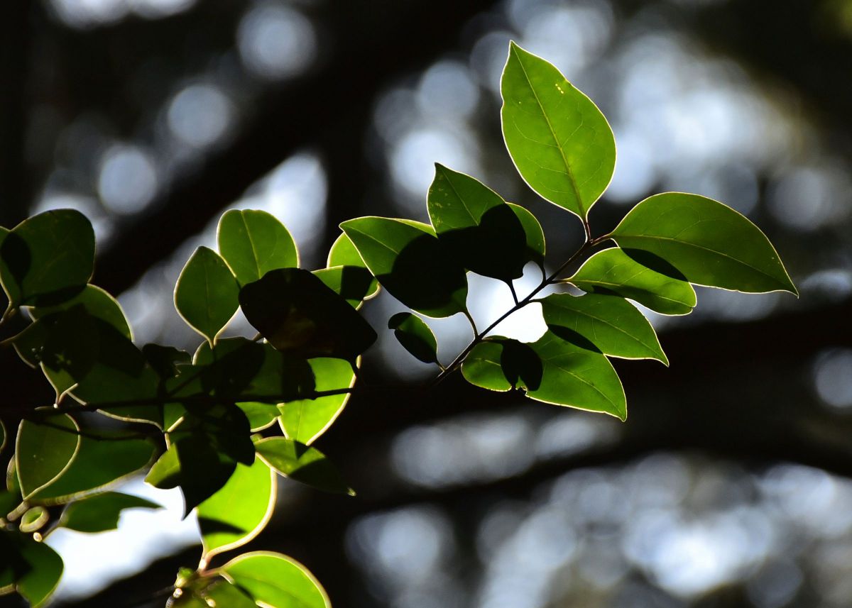 Green leaf. | GANREF