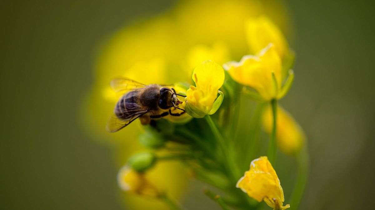 MFで頑張りました。 | GANREF