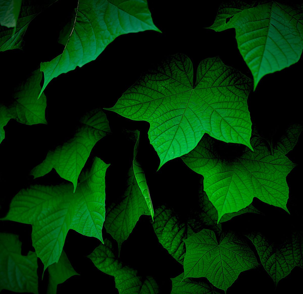 BLACK and GREEN | GANREF