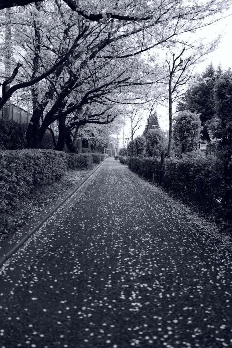 Cherry Virgin Road | GANREF