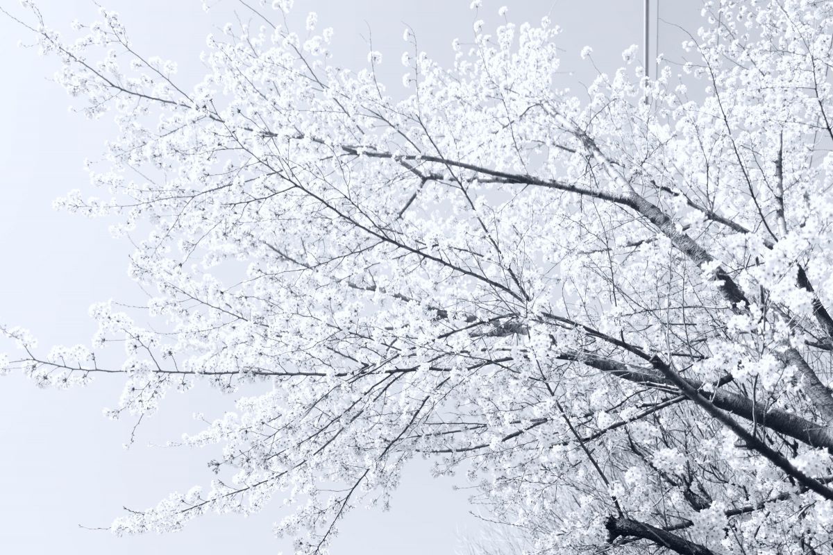 Cherry in Full Bloom, Tokyo | GANREF