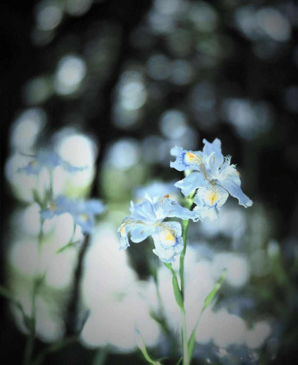 See-Through | GANREF