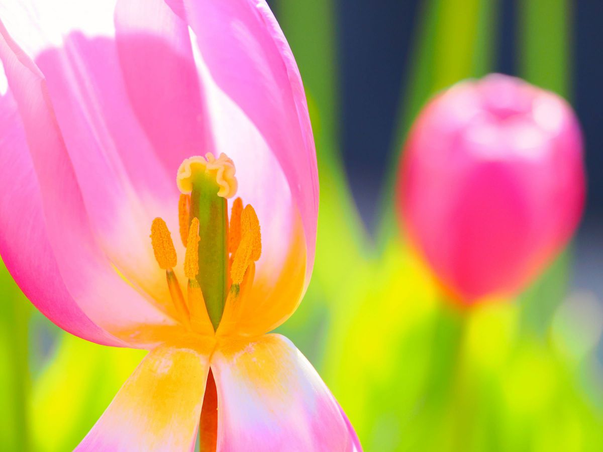 Stripper tulip | GANREF