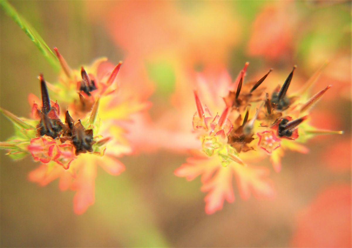 What is my ID? | GANREF