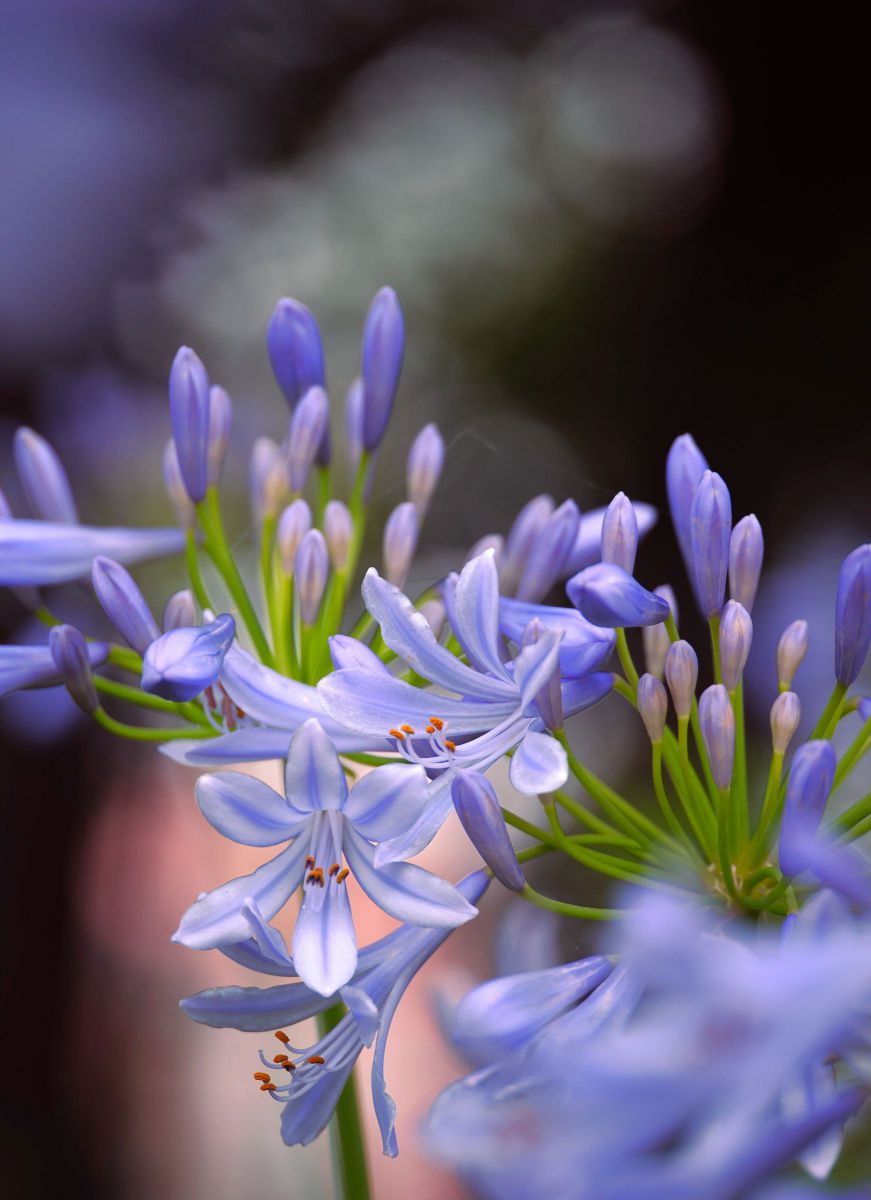 119番 🥶🥶 | GANREF