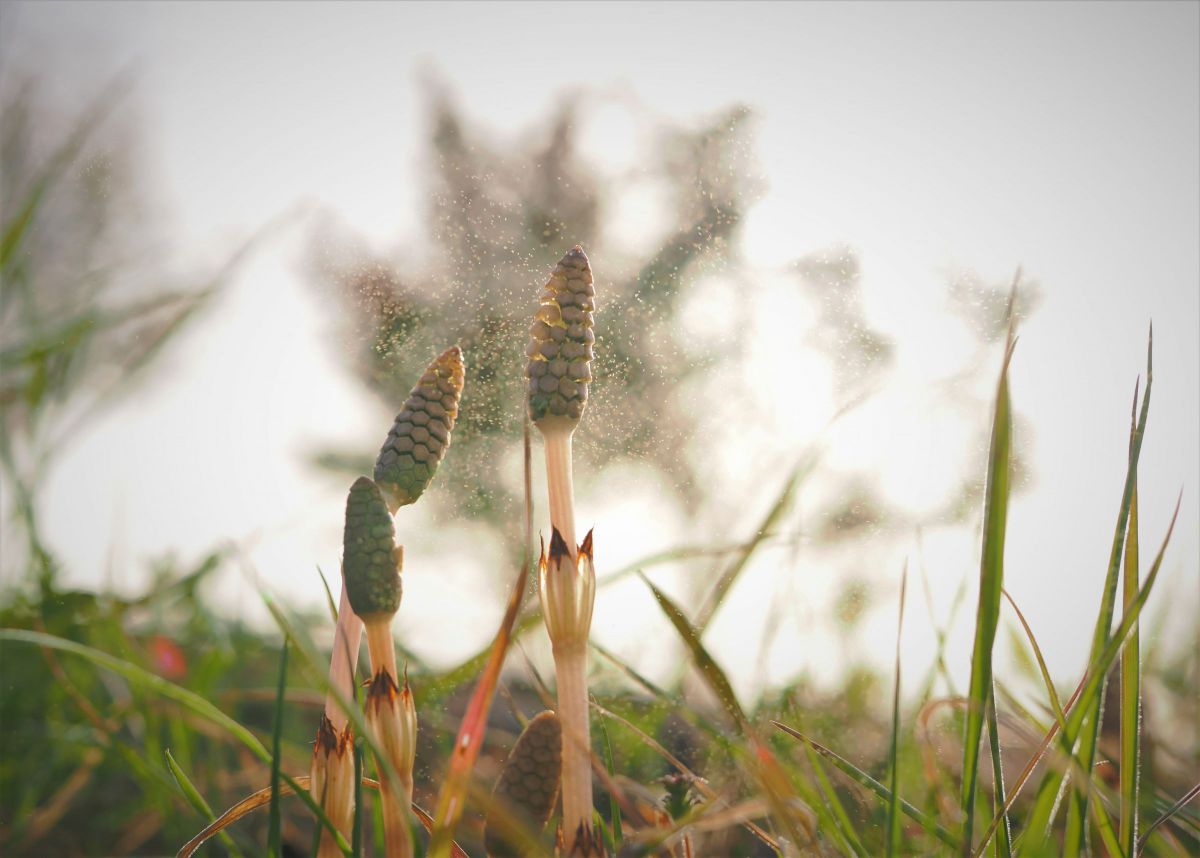 Pass the baton of life | GANREF