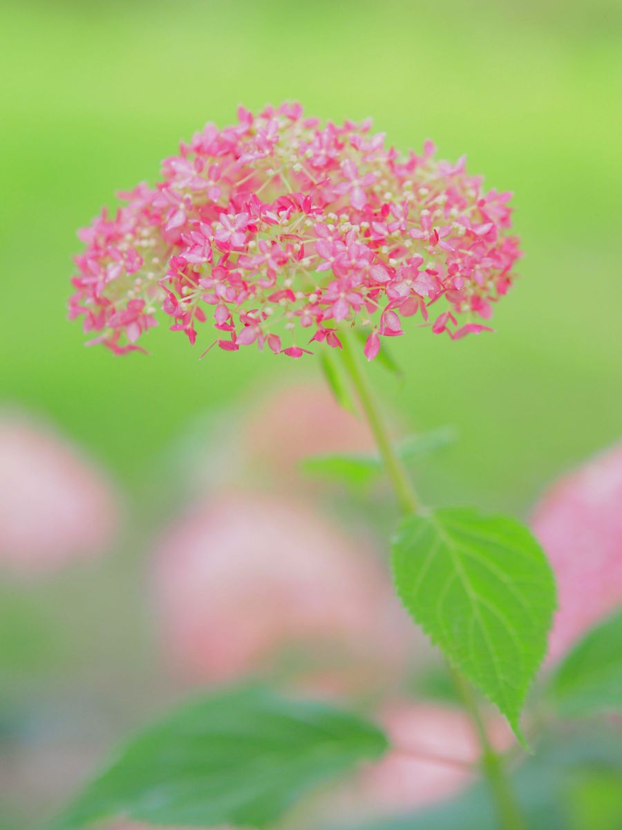 Pink Annabelle | GANREF