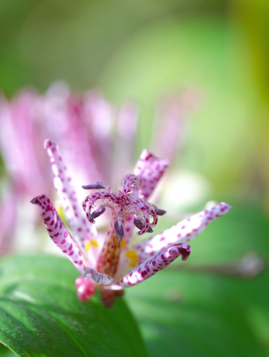 Why am I so ugly in this picture? | GANREF