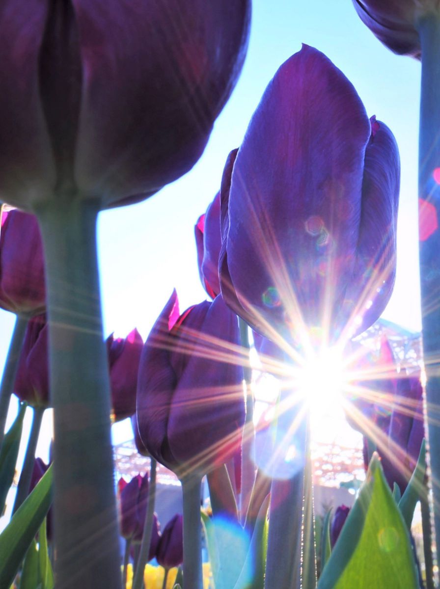 Winter shine | GANREF