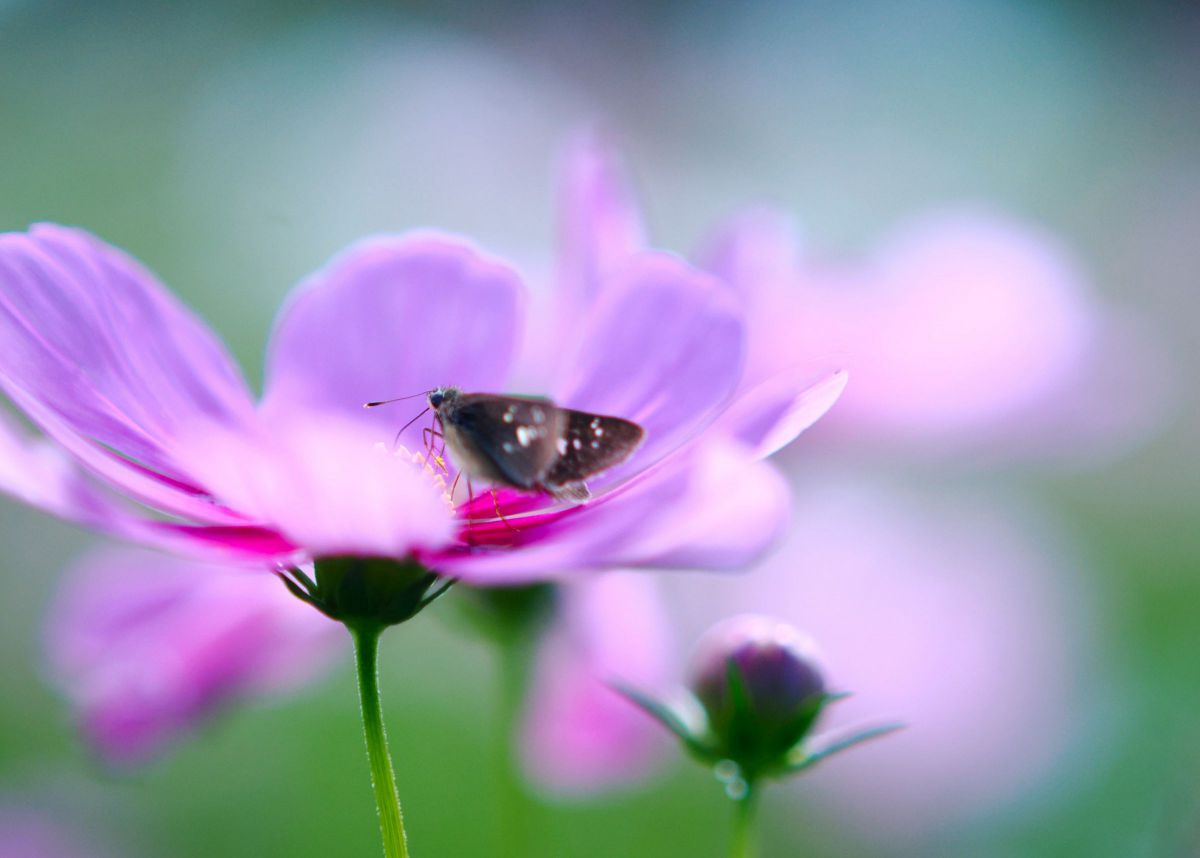 御訪問 (*^^)v | GANREF