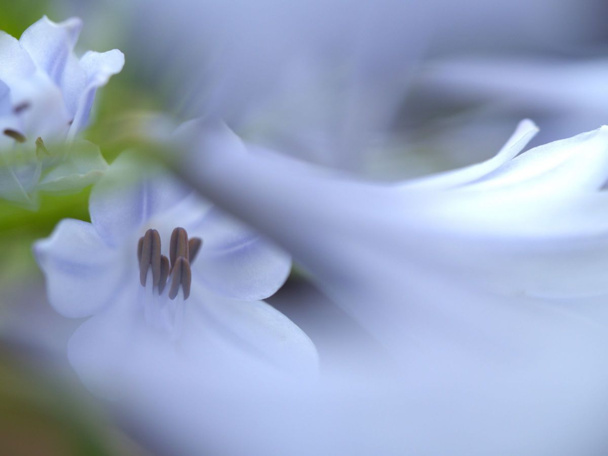 Composition of the picture | GANREF