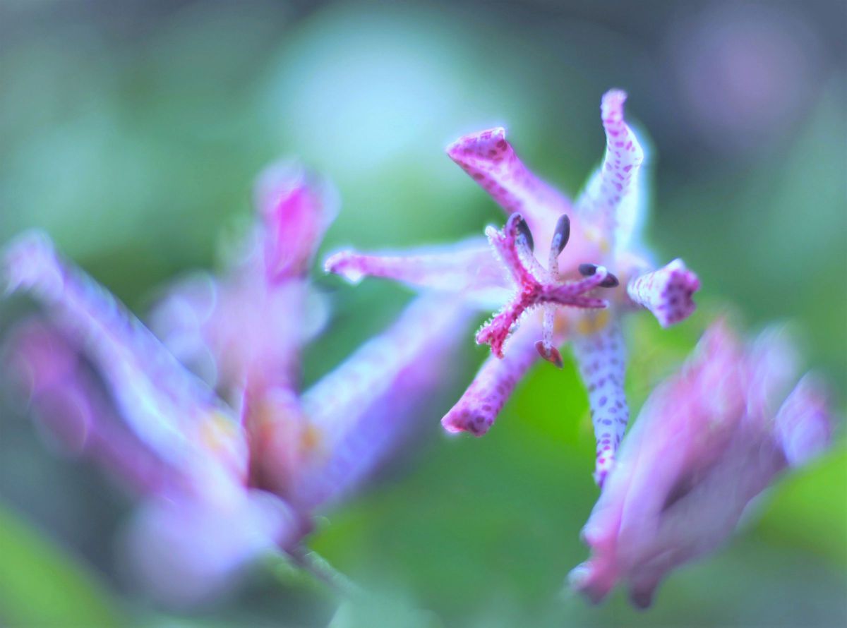 Aerial rendezvous | GANREF