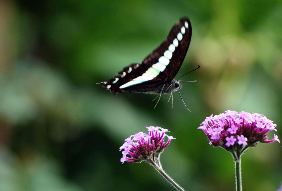 アオスジアゲハ 10 | GANREF