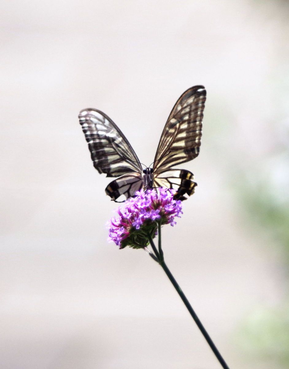 ナミアゲハ 43 | GANREF