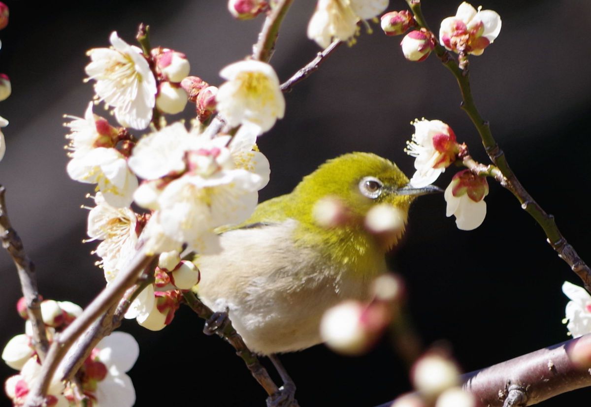 メジロ 11 | GANREF