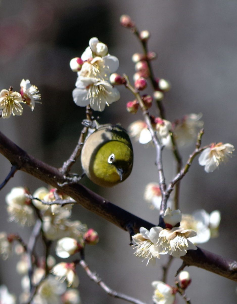 メジロ 9 | GANREF