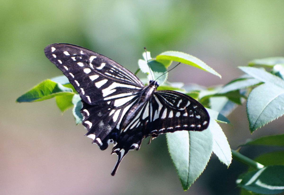 ナミアゲハ 24 | GANREF