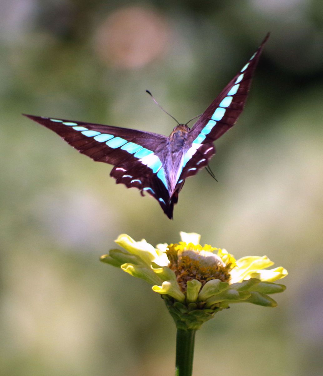 アオスジアゲハ 15 | GANREF