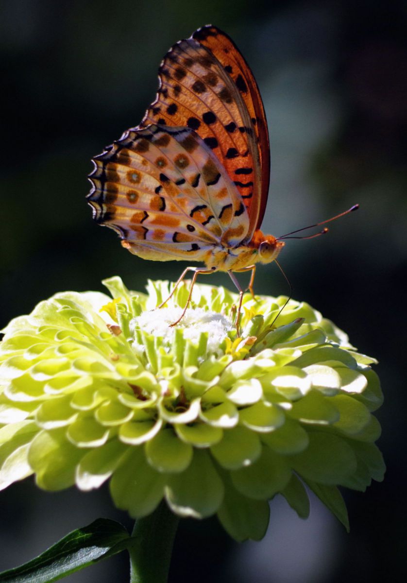 ツマクロヒョウモン 13 | GANREF