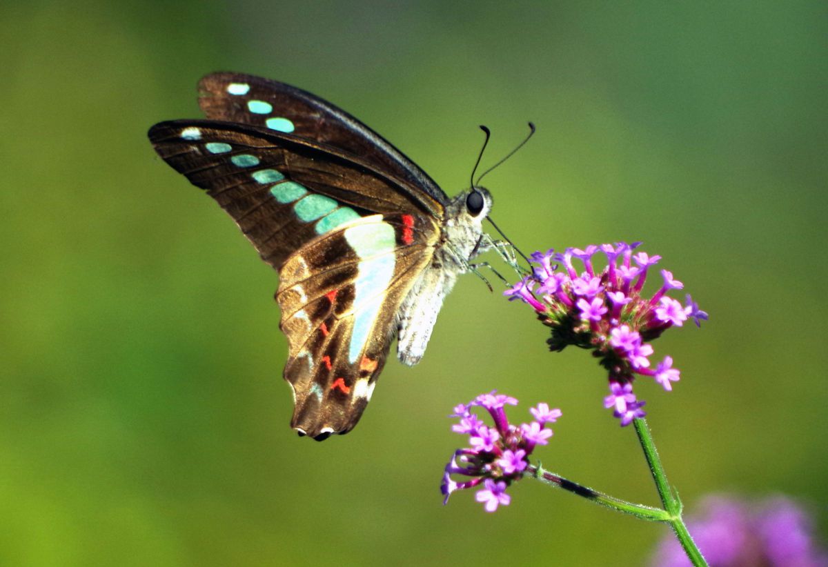 アオスジアゲハ 21 | GANREF