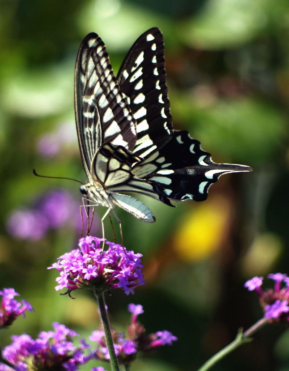 ナミアゲハ 27 | GANREF