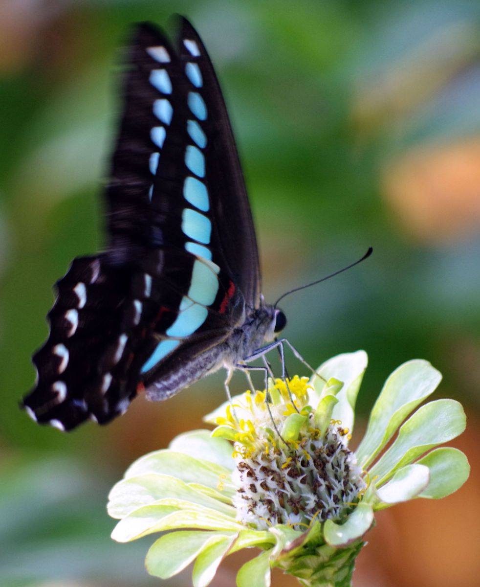 アオスジアゲハ 22 | GANREF