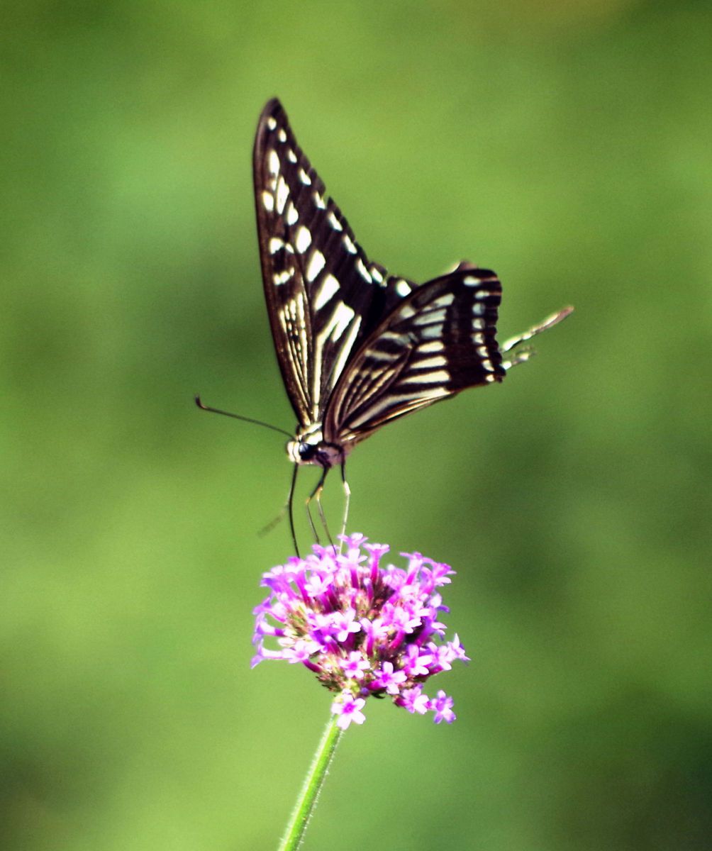 ナミアゲハ 32 | GANREF