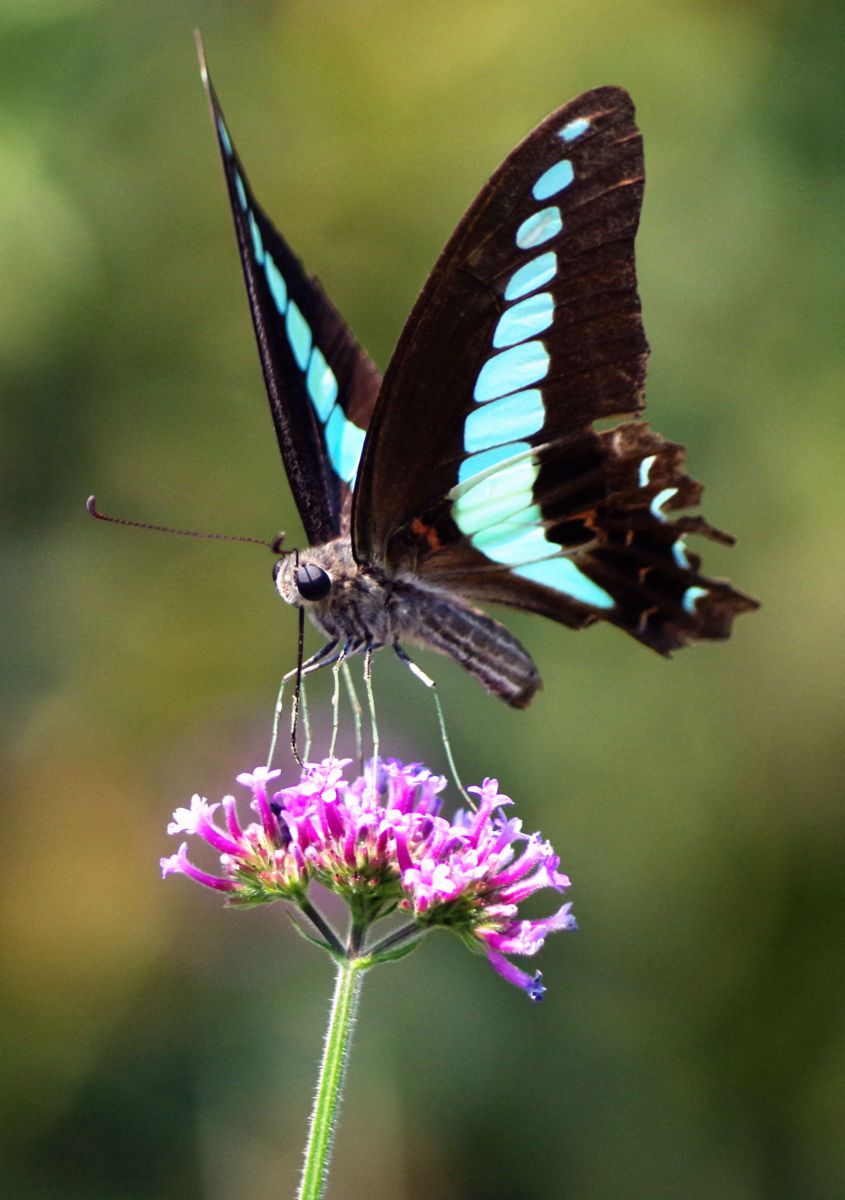 アオスジアゲハ 17 | GANREF