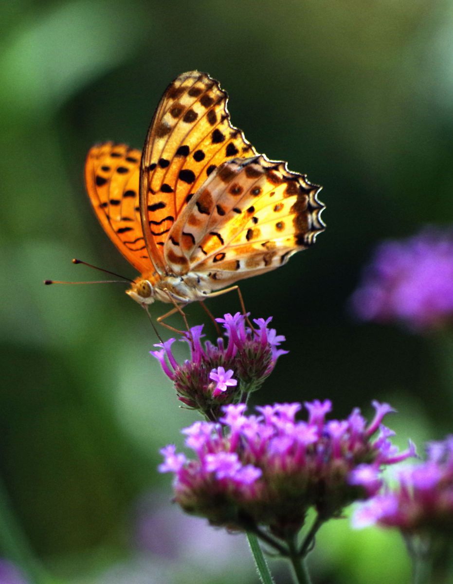 Iツマクロヒョウモン 15 | GANREF