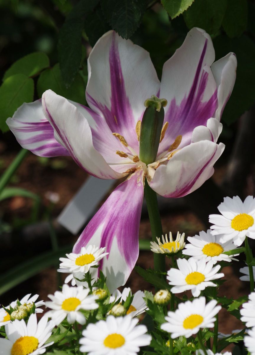 チュ－リップ 8 | GANREF