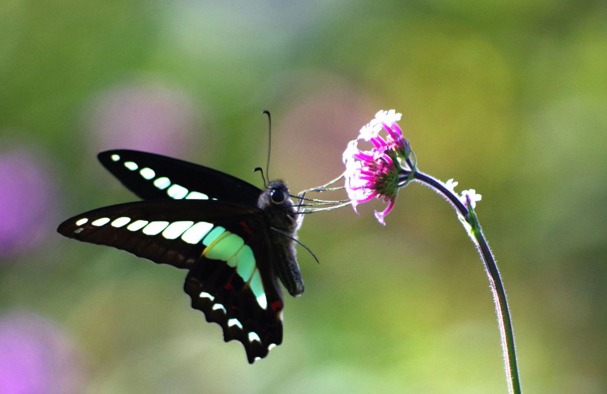 アオスジアゲハ 16 | GANREF