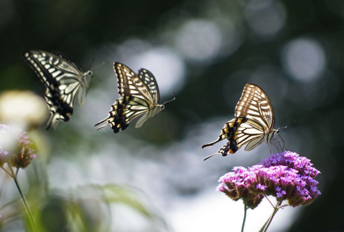 ナミアゲハ 7 | GANREF