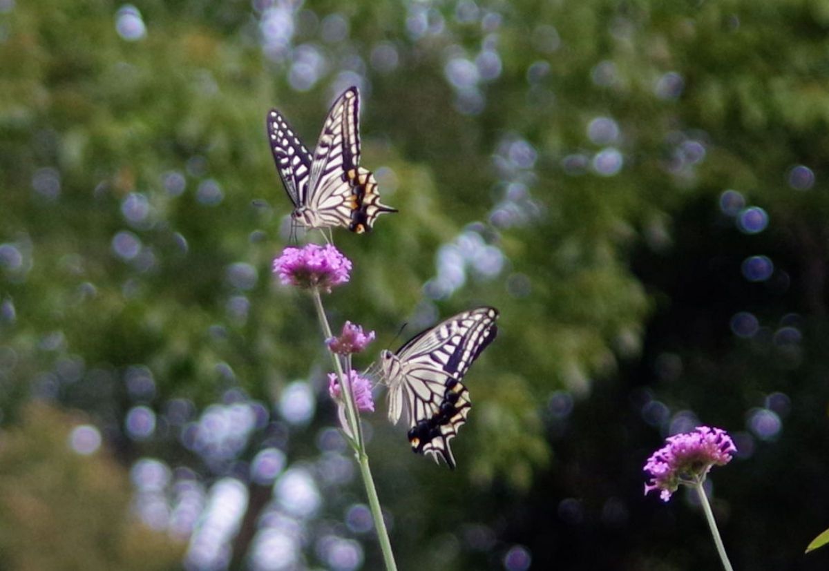 ナミアゲハ 75 | GANREF