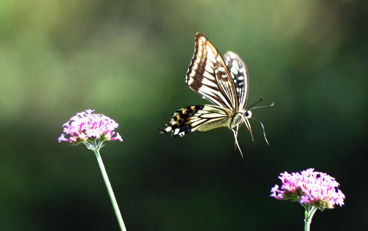 ナミアゲハ 52 | GANREF