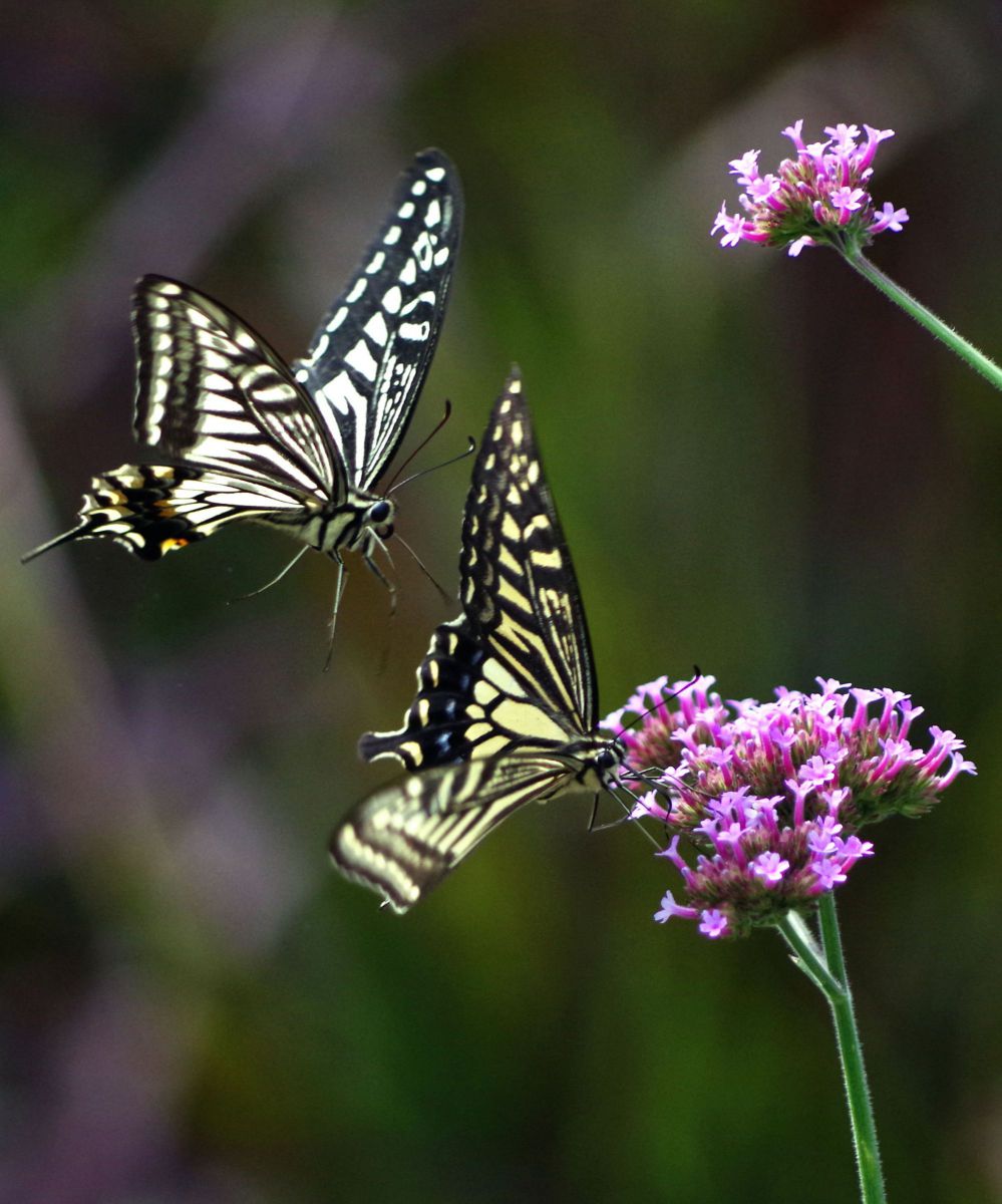 アゲハ蝶 116 | GANREF