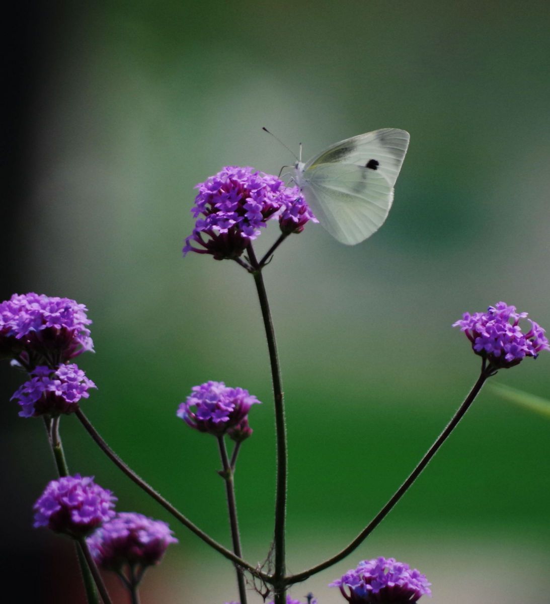 モンシロチョウ 6 | GANREF