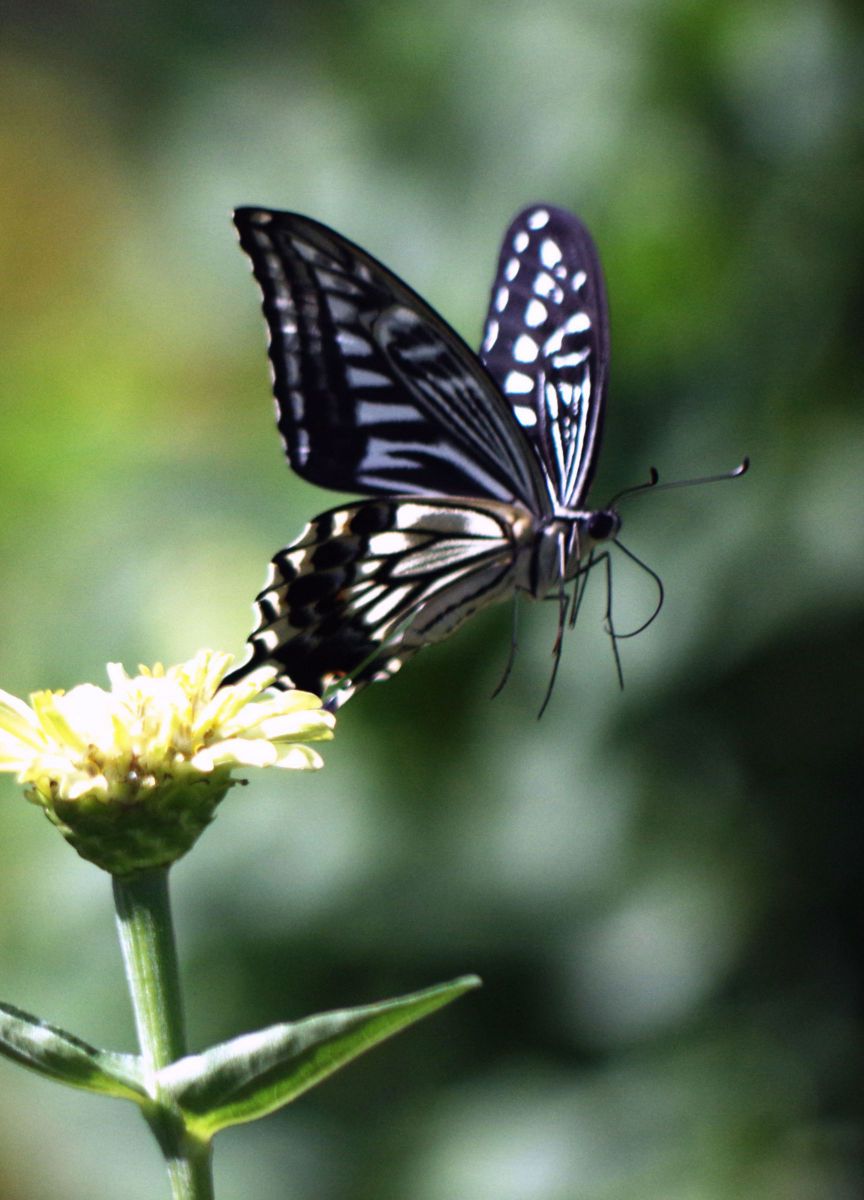 アゲハ蝶 127 | GANREF