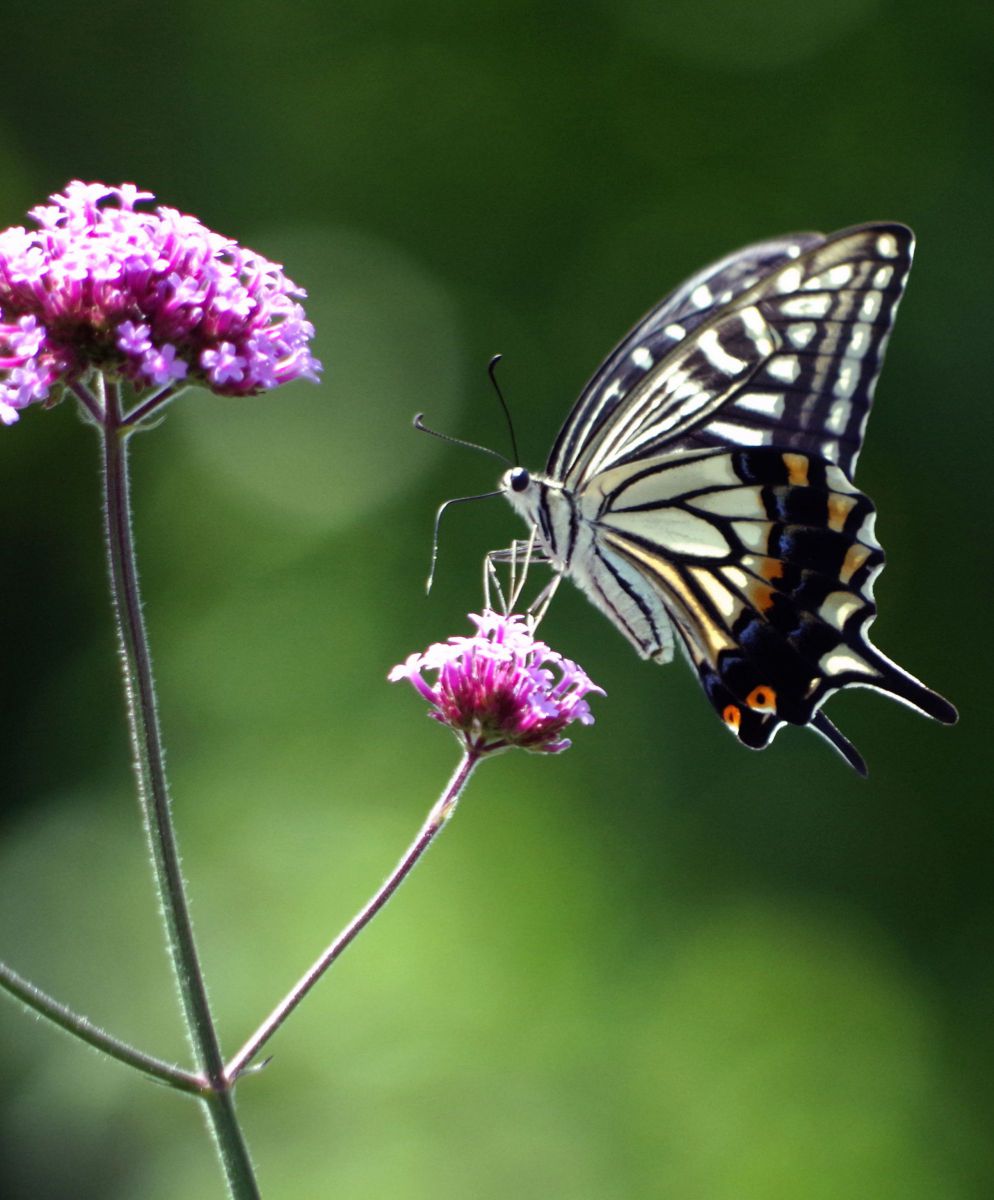 ナミアゲハ 20 | GANREF