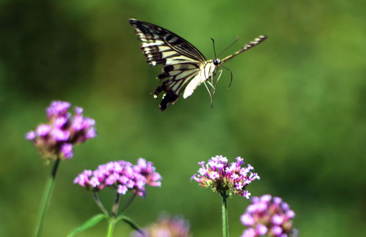 ナミアゲハ 31 | GANREF