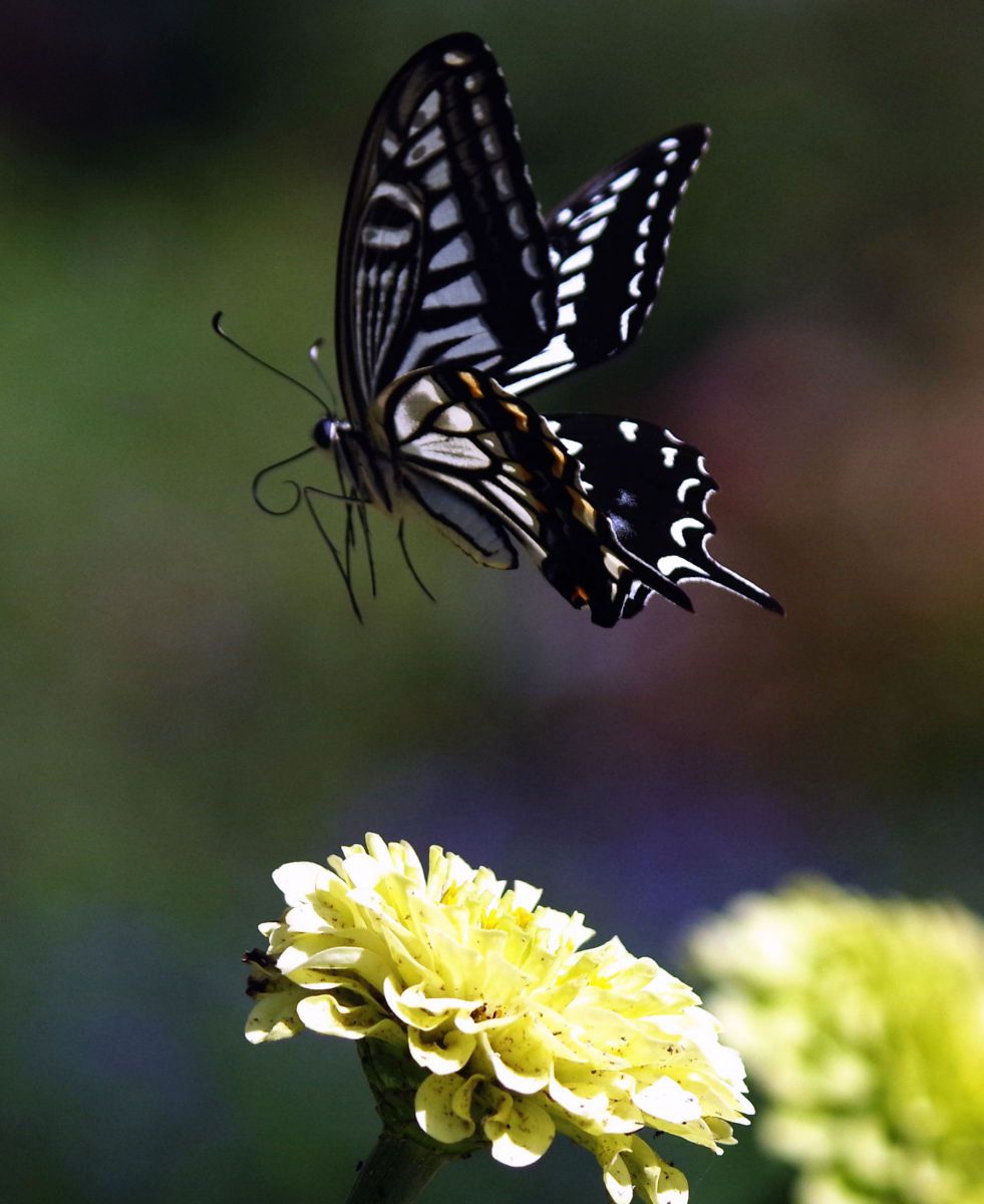 ナミアゲハ 39 | GANREF