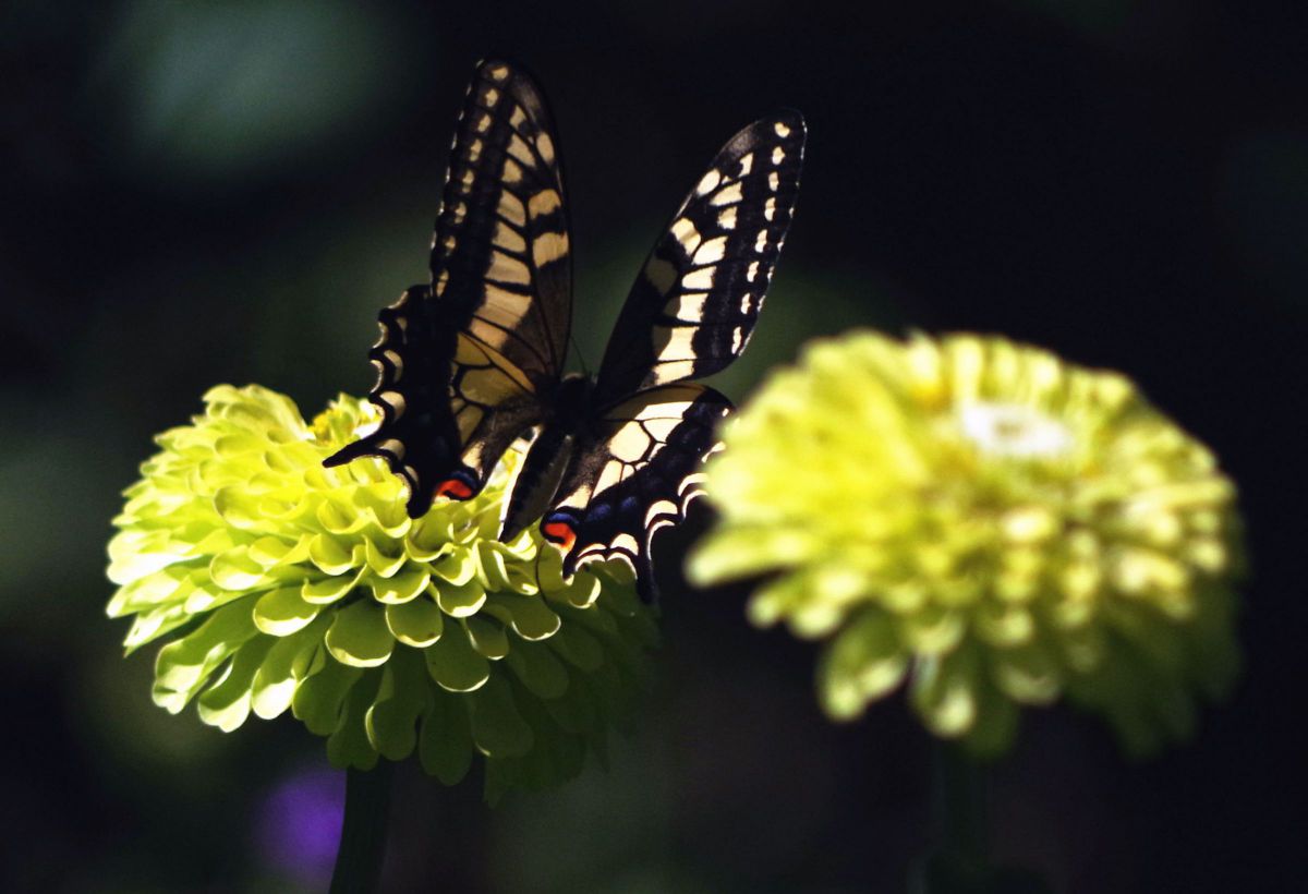 アゲハチョウ 100 | GANREF