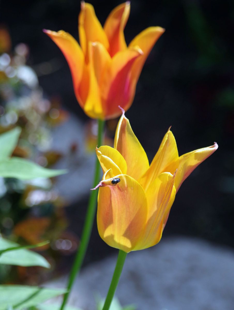 チュ－リップ 7 | GANREF