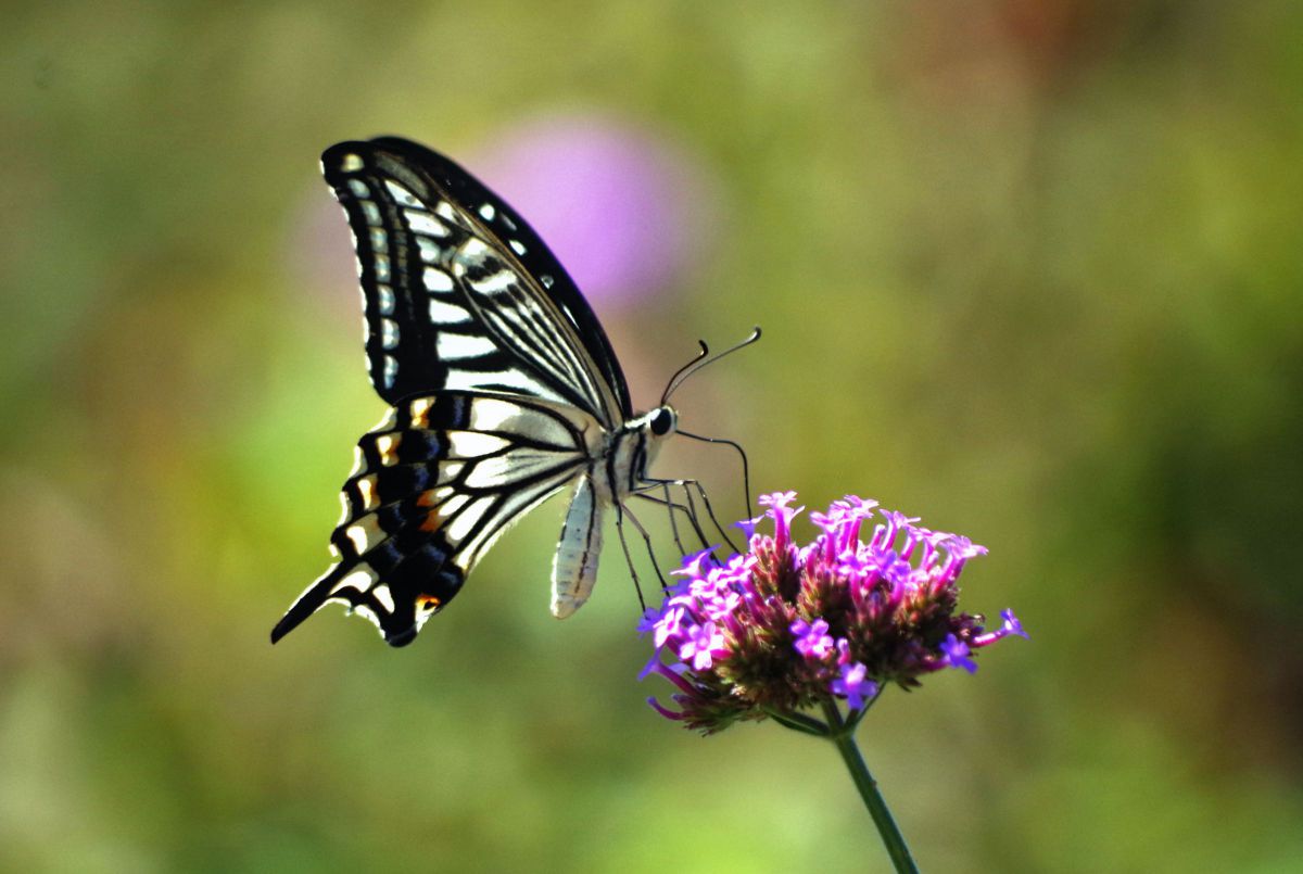 ナミアゲハ 33 | GANREF