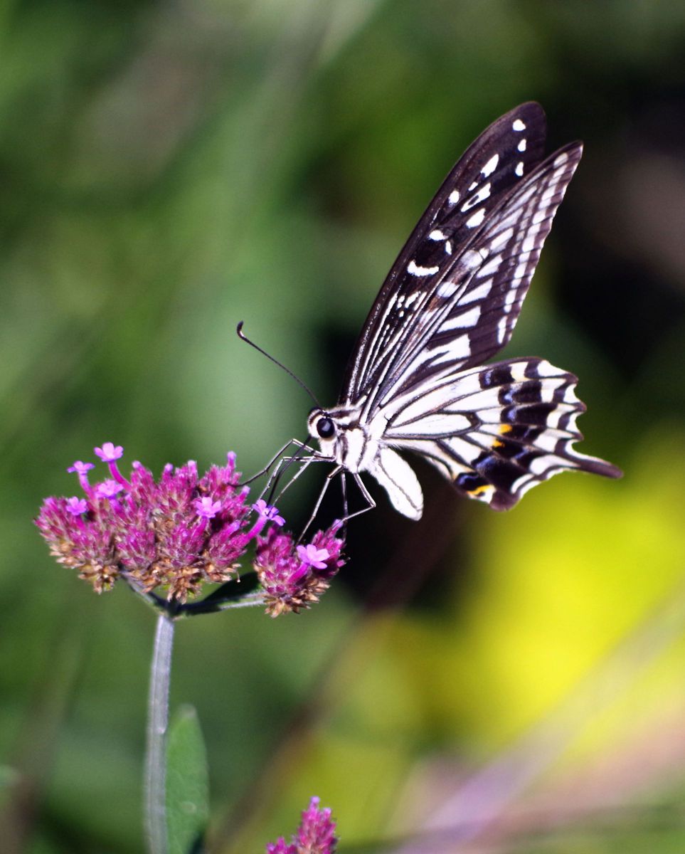 ナミアゲハ 21 | GANREF