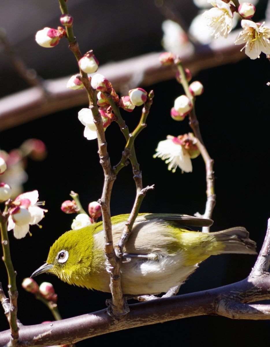 メジロ 13 | GANREF