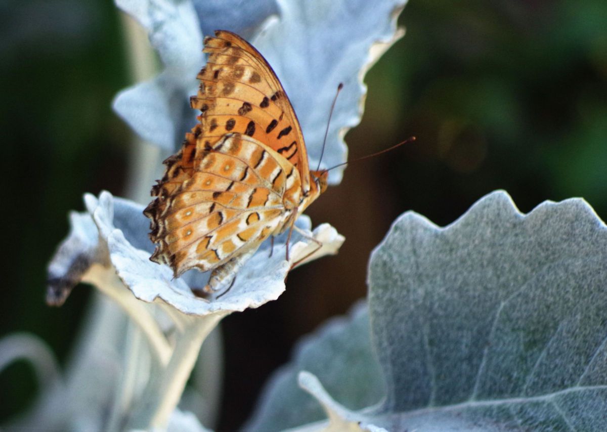 ツマグロヒョモン 23 | GANREF