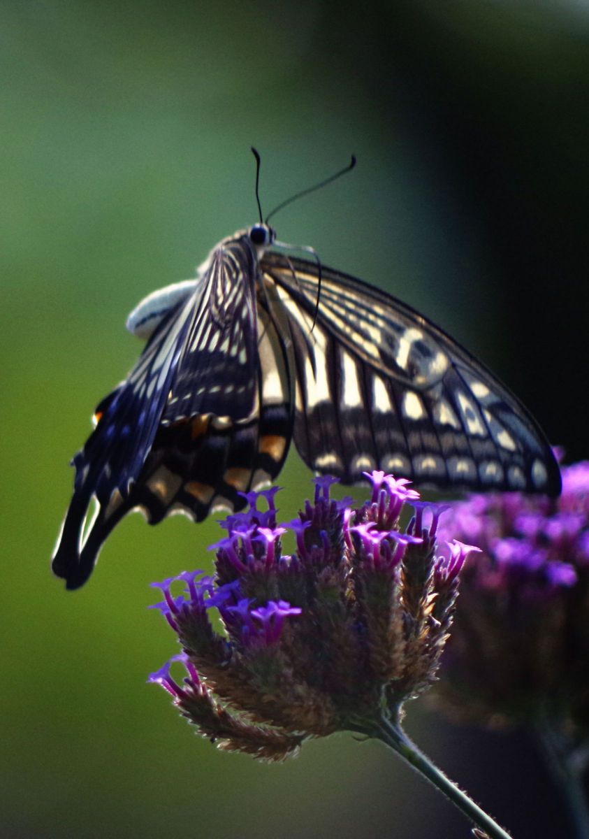 アゲハ蝶 96 | GANREF